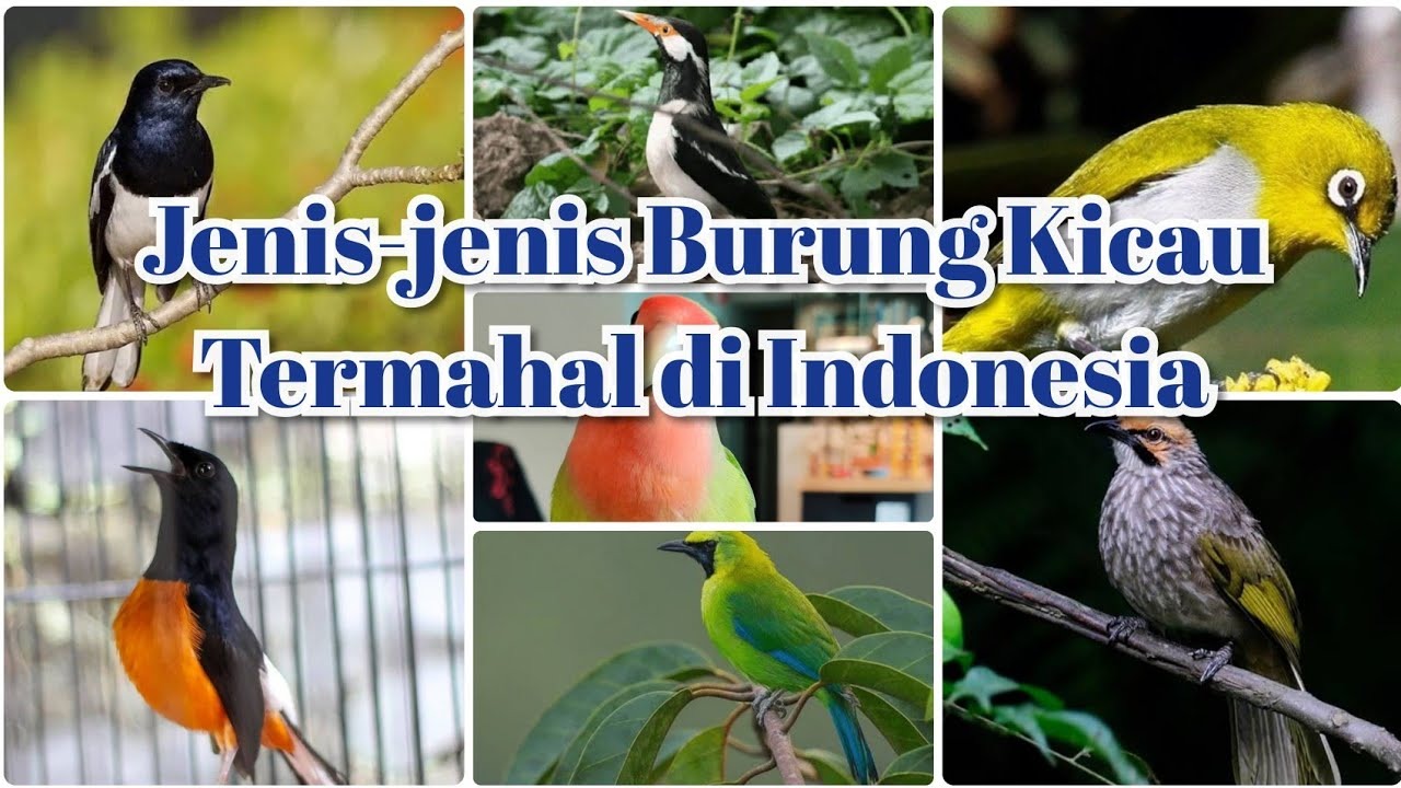 Hobi Sultan! Inilah 6 Jenis Burung Berkicau dengan Harga Termahal di ...