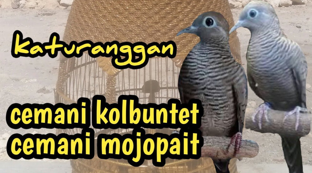 Perbedaan Perkutut Cemani Majapahit dan Cemani Kol Buntet, Mana Lebih ...