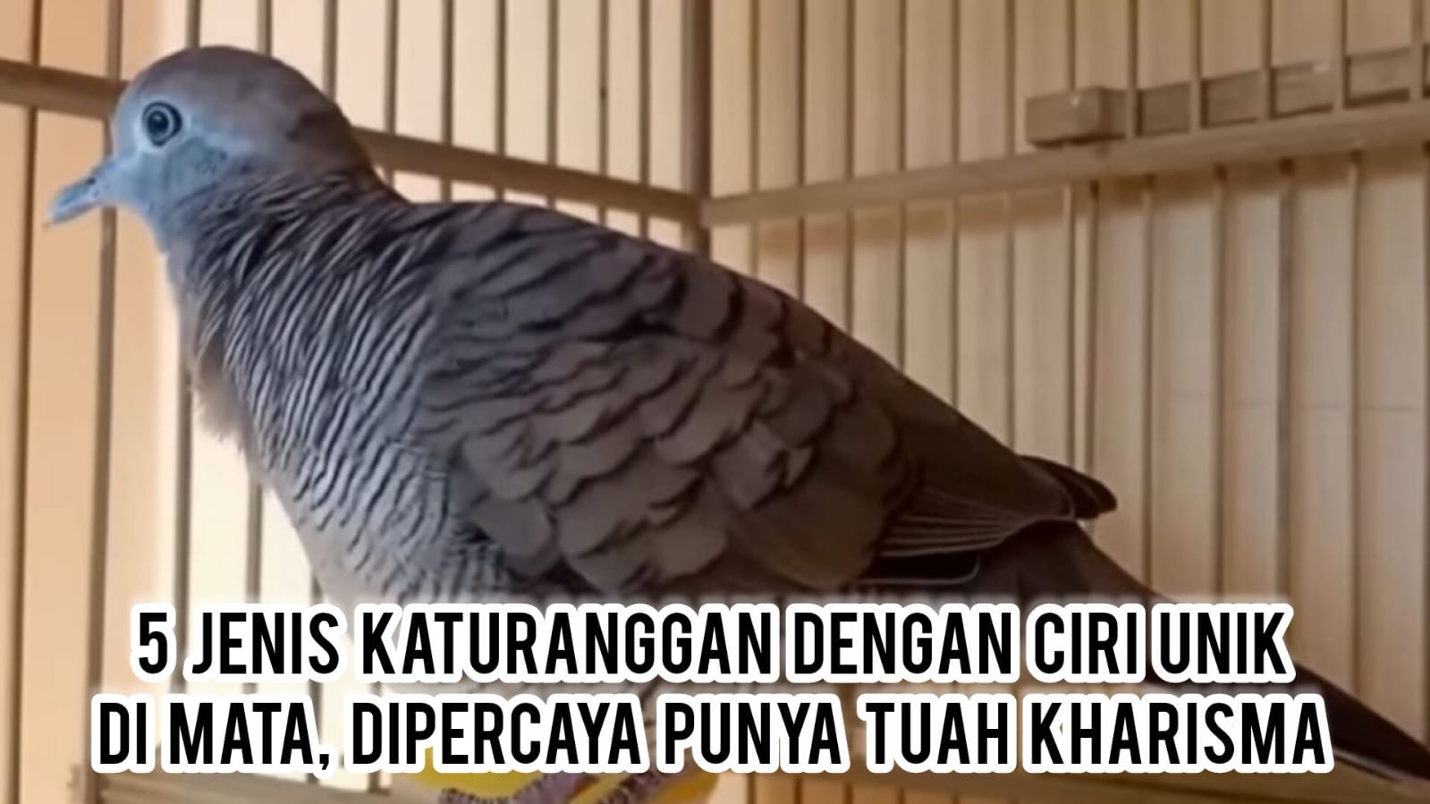 Bukan Perkutut Biasa! 5 Jenis Katuranggan dengan Ciri Unik di Mata, Dipercaya Punya Tuah Kharisma