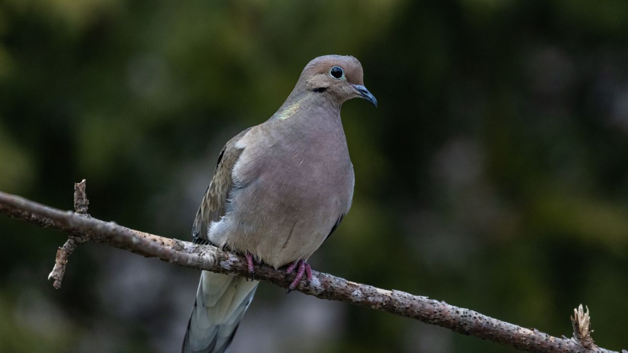 7 Fakta Menarik Seputar Burung Perkutut, Hidup Berkoloni Hingga Berusia ...