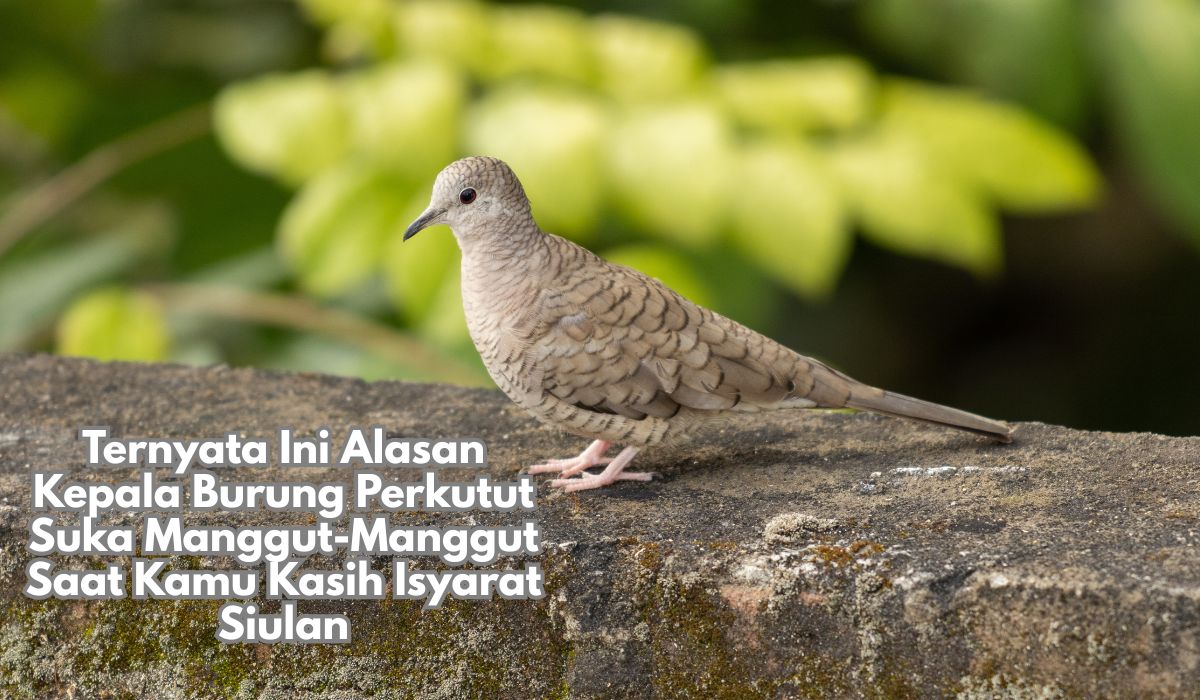 Ternyata Ini Alasan Kepala Burung Perkutut Suka Manggut-Manggut Saat ...