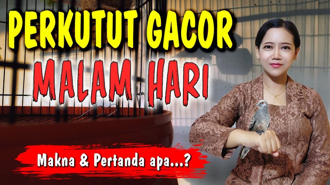 Mitos Kicauan Burung Perkutut di Malam Hari, Dipercaya Sebagai Pertanda ...