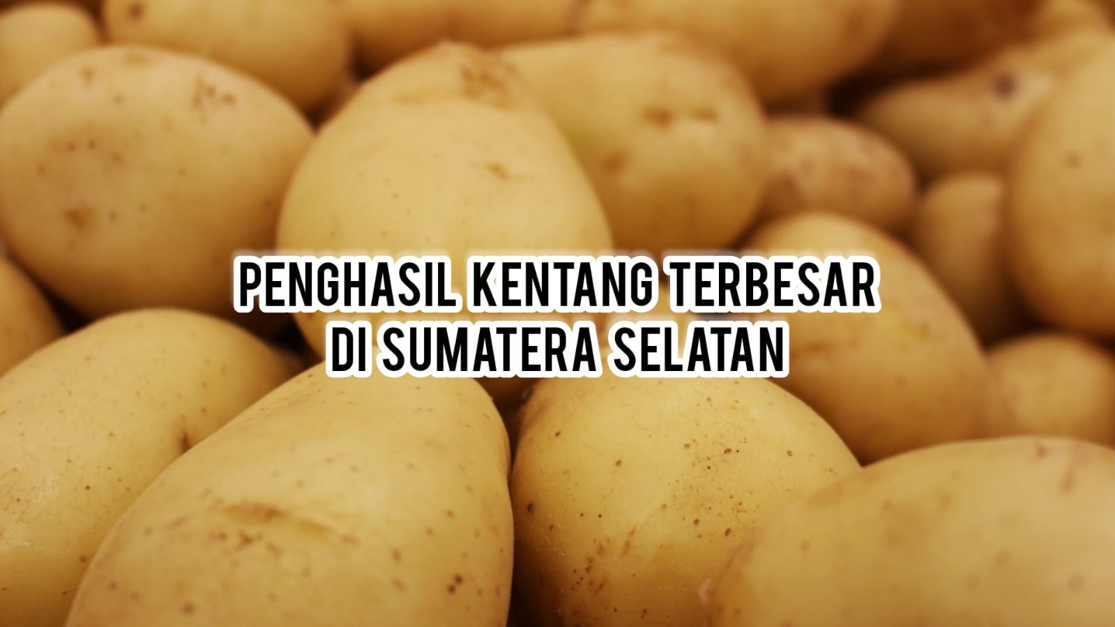 Penghasil Kentang Terbesar di Sumatera Selatan, Ini Daerahnya!