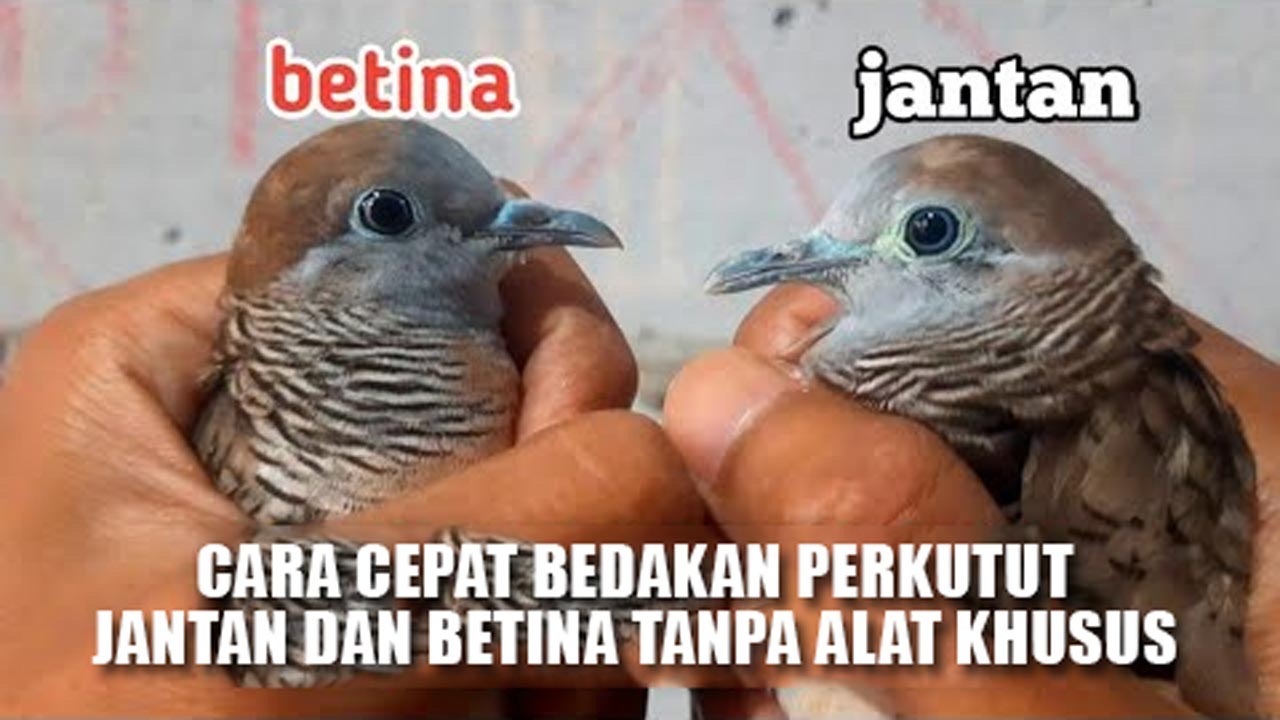 Cara Cepat Bedakan Perkutut Jantan dan Betina Tanpa Alat Khusus