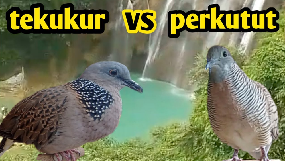 Terlihat Mirip Padahal Beda, Inilah Perbedaan Burung Perkutut dengan ...