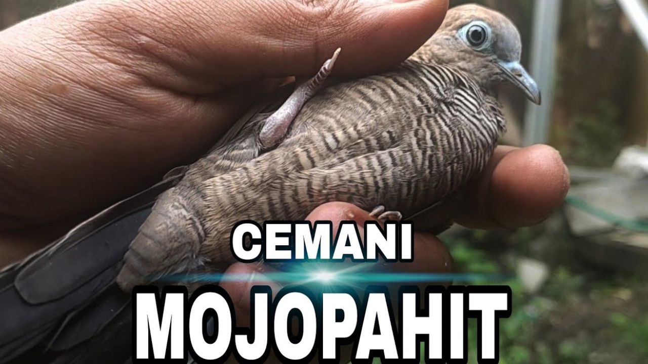 Mengenal Lebih Dekat Ciri-Ciri Perkutut Cemani Asli Majapahit untuk Pemula!