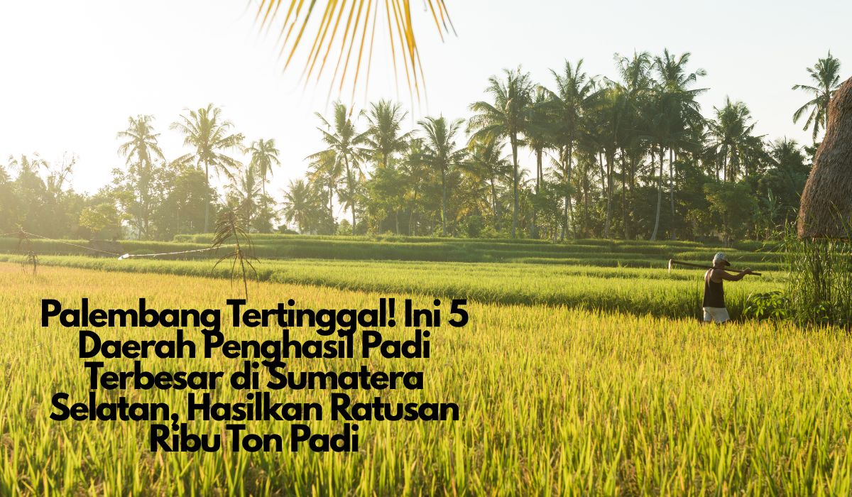 Palembang Tertinggal! Ini 5 Daerah Penghasil Padi Terbesar di Sumatera ...
