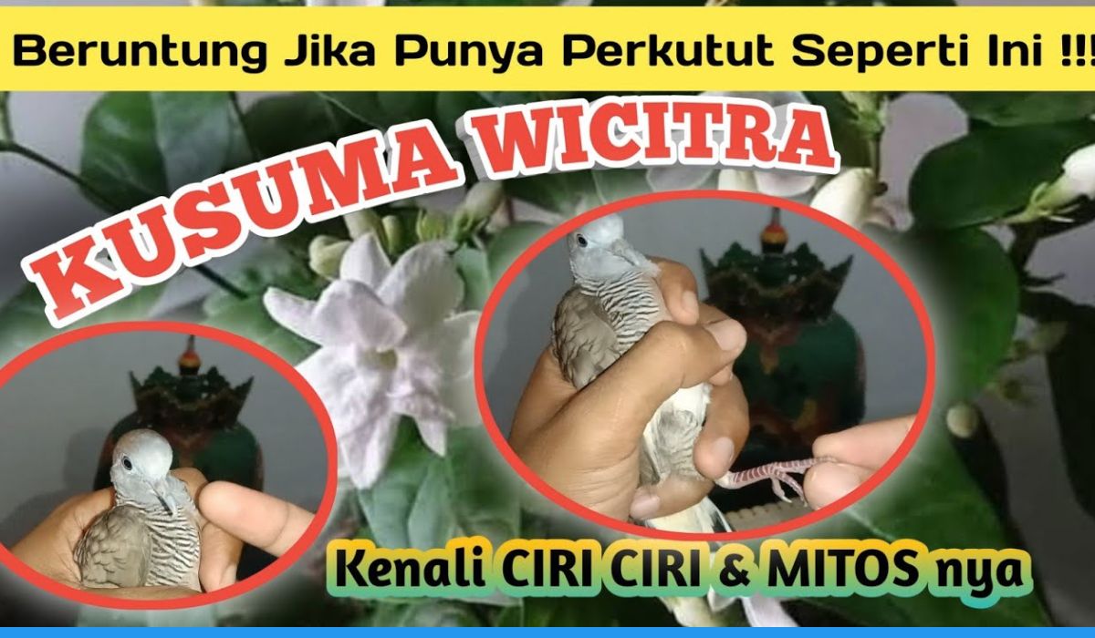 Filosofi Perkutut Kusumo Wicitra: Simbol Kehormatan, Ucapan Baik dan ...