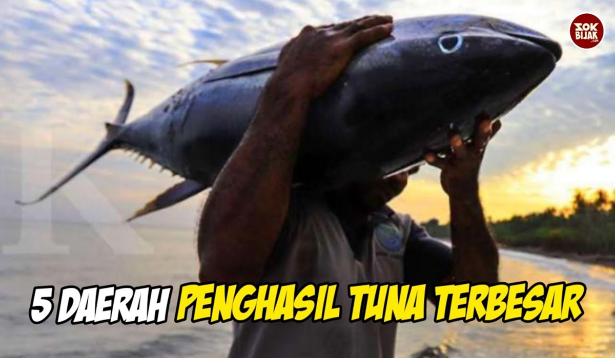 Laut Kaya Tuna! Inilah 5 Daerah Penghasil Ikan Tuna Terbesar di Indonesia