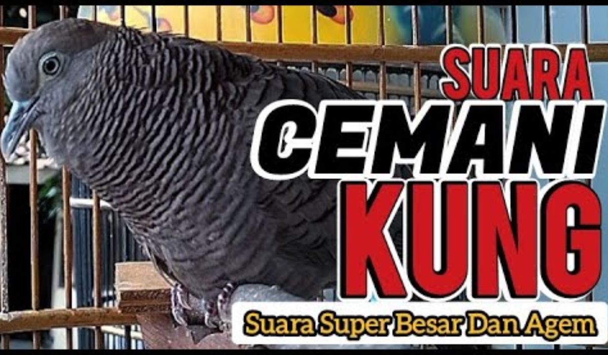 Aura Mistis di Balik Anggungan Perkutut Cemani, Burung Langka yang Jadi Buruan Kolektor dan ...