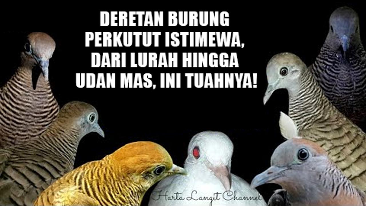 Deretan Burung Perkutut Istimewa, Dari Lurah hingga Udan Mas, Ini Tuahnya!
