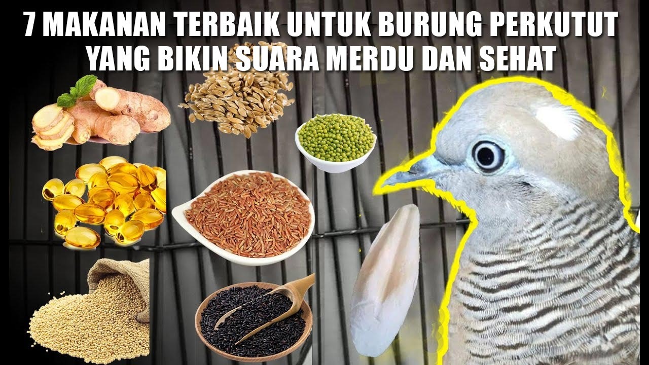 Biar Optimal! 7 Makanan Terbaik untuk Burung Perkutut yang Bikin Suara ...