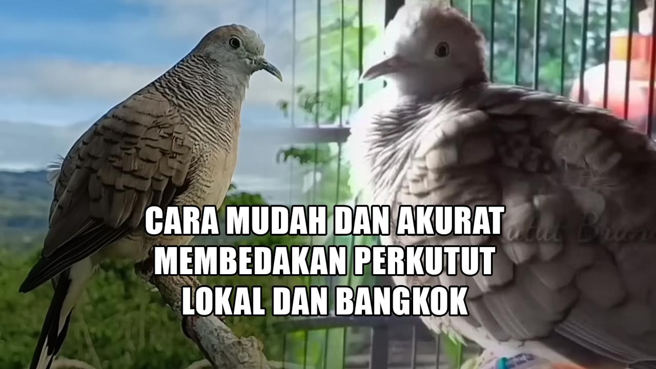 Cara Mudah dan Akurat Membedakan Perkutut Lokal dan Bangkok, Pemula Wajib Tahu!
