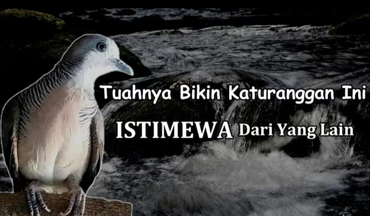 Punya Ciri Khas Unik di Dada, Burung Perkutut Jenis Ini Jadi Simbol ...