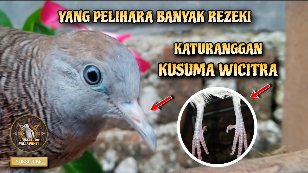 Perkutut Kusuma Wicitra, Burung Istimewa dengan Suara Merdu dan Aura Kharisma yang Jadi Rebutan ...