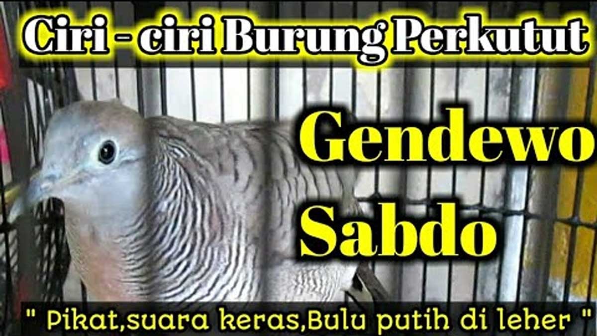 Kenali Ciri Perkutut Gendowo Sabdo, Pembawa Rezeki Berlimpah ke Rumah
