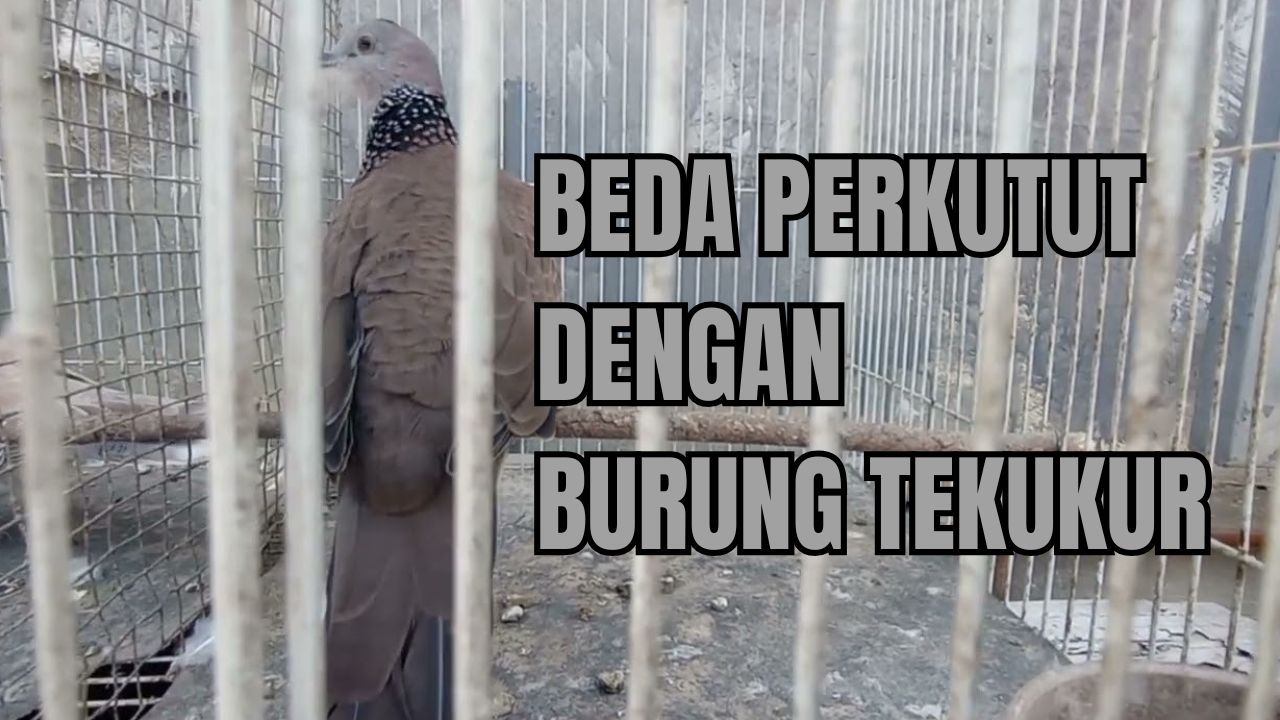 Mengenal Perbedaan Perkutut dan Tekukur, Inilah Penjelasannya!