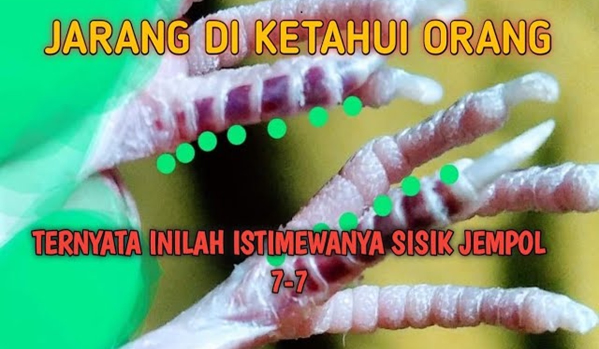 Fenomena Sisik Jempol 7-7 pada Perkutut! Ciri Langka yang Menentukan ...