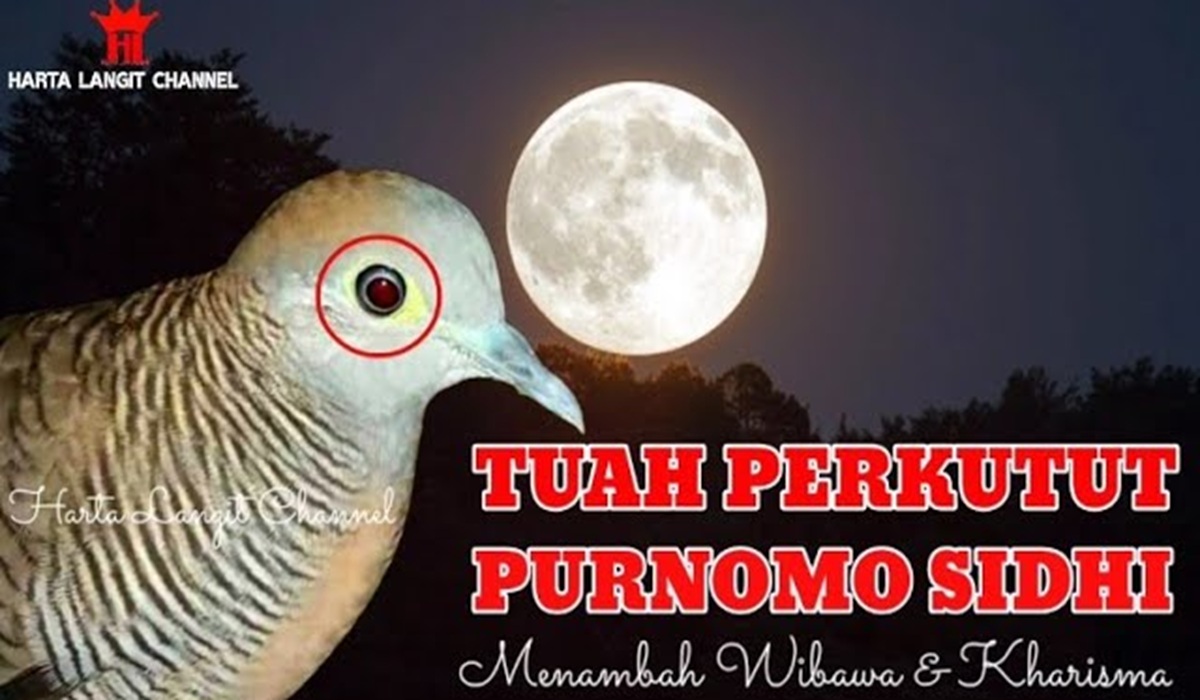 Tuah Purnomo Sidhi, Perkutut Katuranggan yang Dipercaya Meningkatkan ...